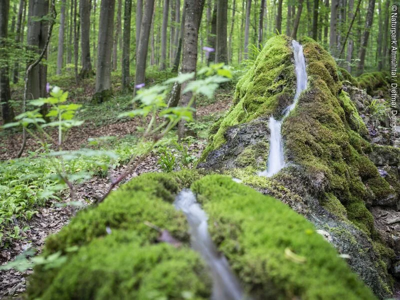 Steinerne Rinne bei Wolfsbronn - Naturpark Altmühltal (Südliche ...